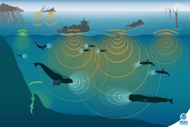 The Hidden Art of Underwater Communication: Secrets of Marine Animals ...