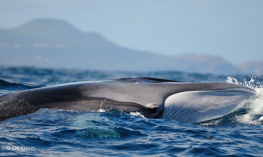 Dive into the Fascinating World of Cetaceans. - Seafood Peddler