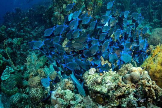 The Hidden Art of Underwater Communication: Secrets of Marine Animals ...