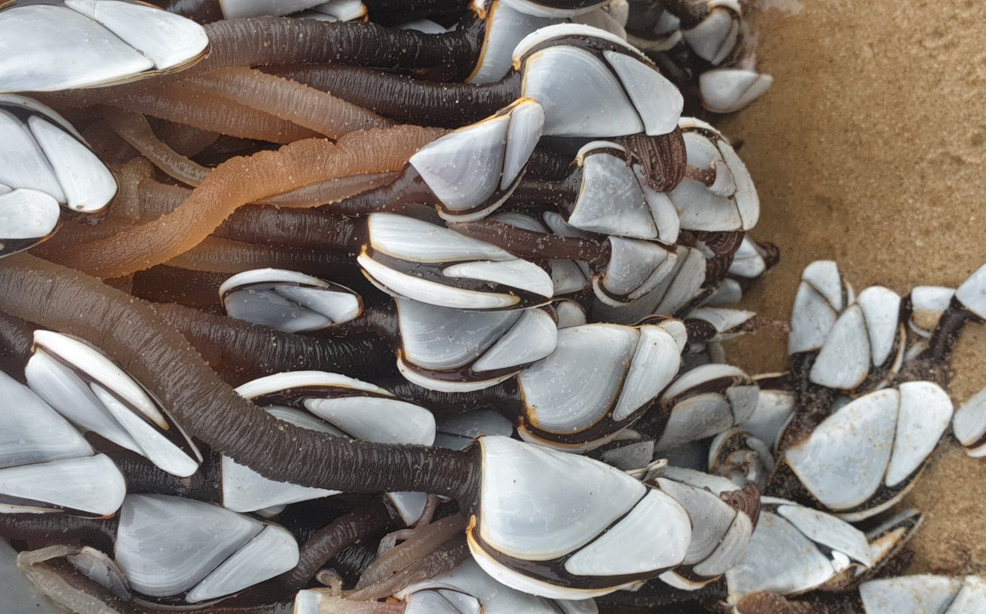 Uncommon and Little Known Seafood: Exploring New Flavors - Seafood Peddler