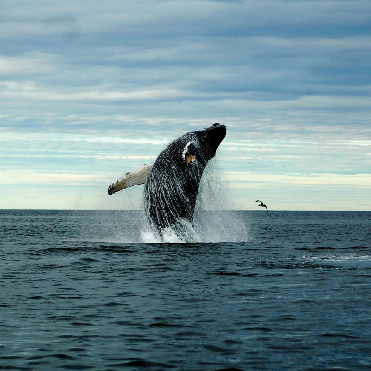 Dive into the Fascinating World of Cetaceans. - Seafood Peddler