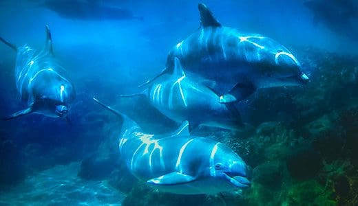 The Meaning of Captive Dolphin Behavior: Insights into Their World ...