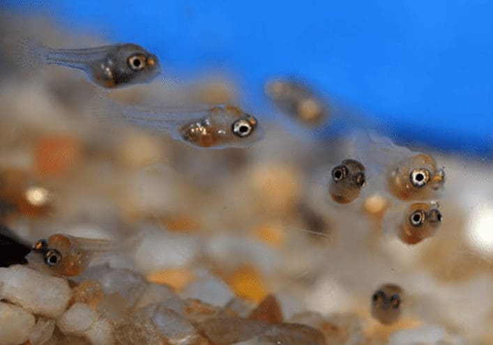 Swimming to Success! Guide for the Fish Farming Business - Seafood Peddler