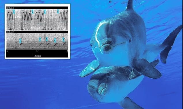 The Meaning of Captive Dolphin Behavior: Insights into Their World ...