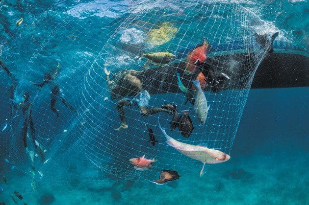 Exploring the Hidden Wonders of the Abyssal Depths: A Journey into the ...