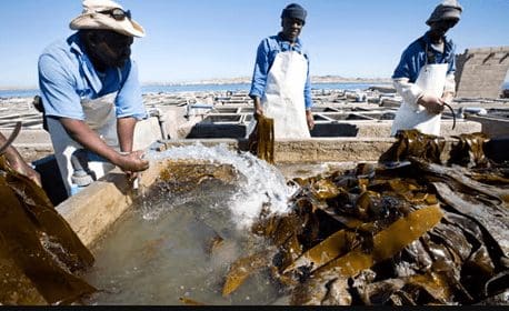 Ocean Conservation in Namibia: Challenges and Solutions - Seafood Peddler