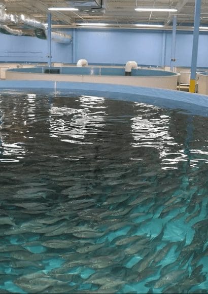 Swimming to Success! Guide for the Fish Farming Business - Seafood Peddler