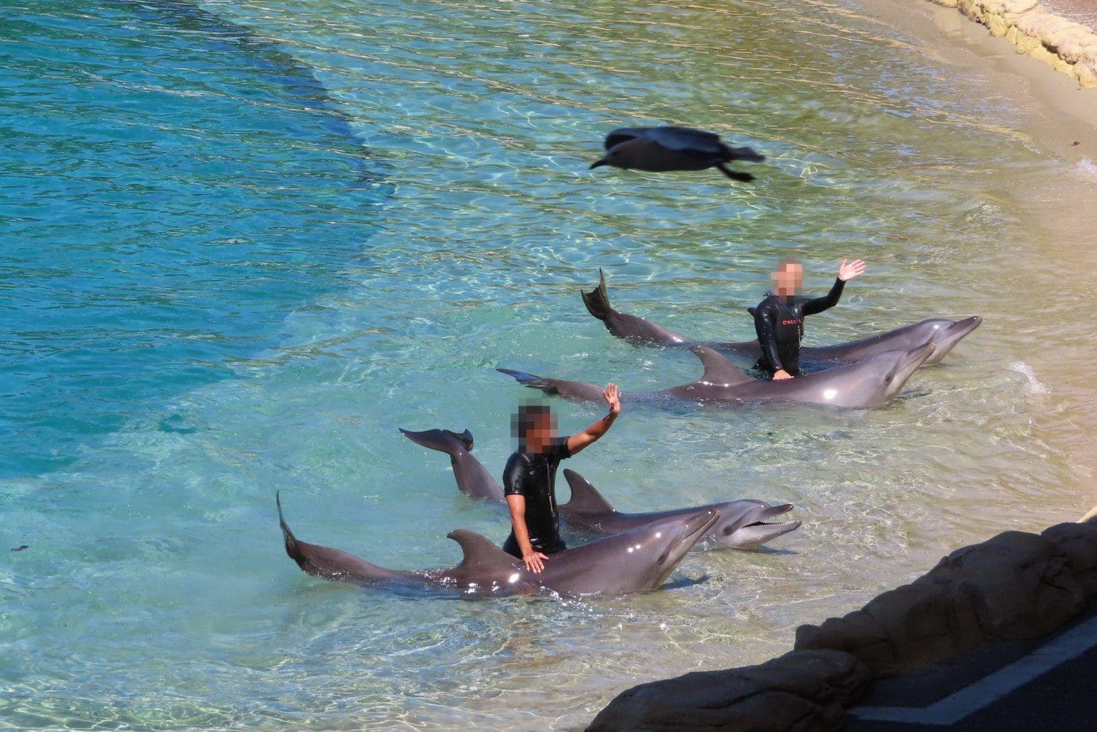 The Meaning of Captive Dolphin Behavior: Insights into Their World ...