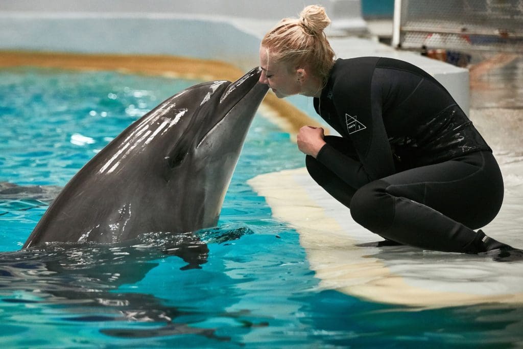 The Meaning of Captive Dolphin Behavior: Insights into Their World ...