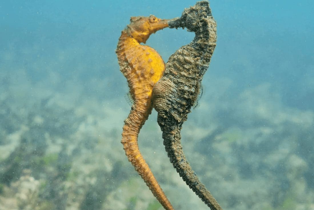 Unlocking the Depths: Unveiling Underwater Creature Strategies ...