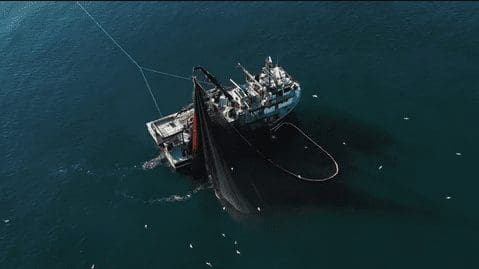 Trawling Sustainability: Depths of Responsible Fishing - Seafood Peddler