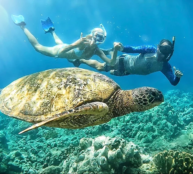 Discovering the Majestic Sea Turtles Maui - Seafood Peddler