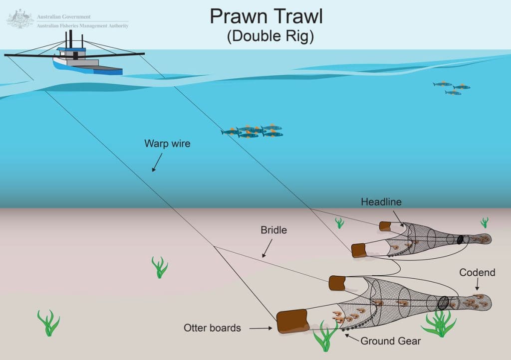 Trawling Sustainability: Depths of Responsible Fishing - Seafood Peddler