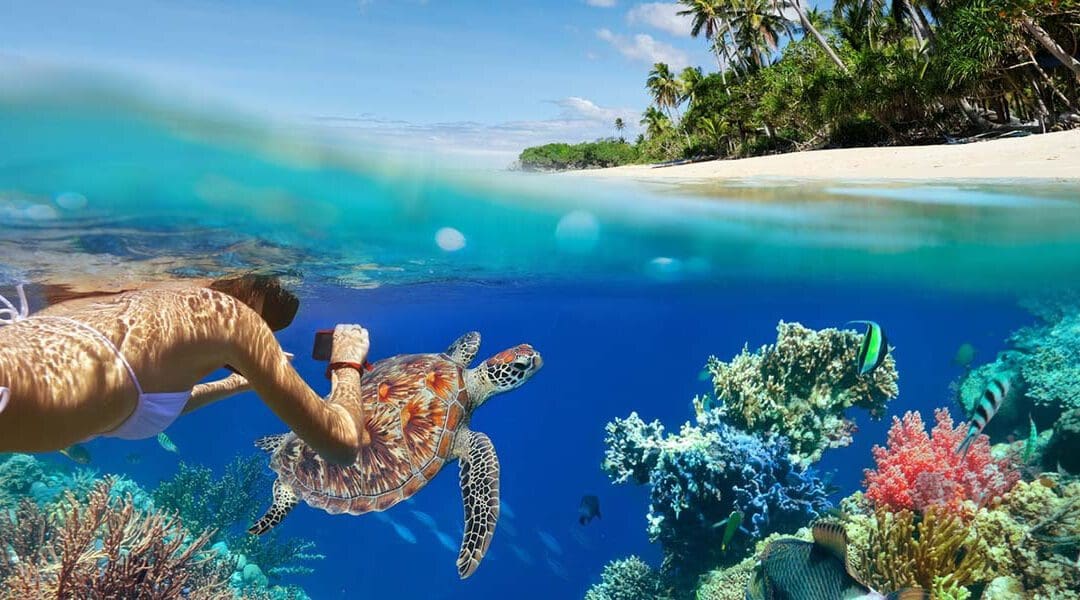 Discovering the Majestic Sea Turtles Maui - Seafood Peddler