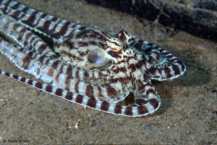 Decoding Octopus Survival Strategies: Masters of Adaptation - Seafood ...