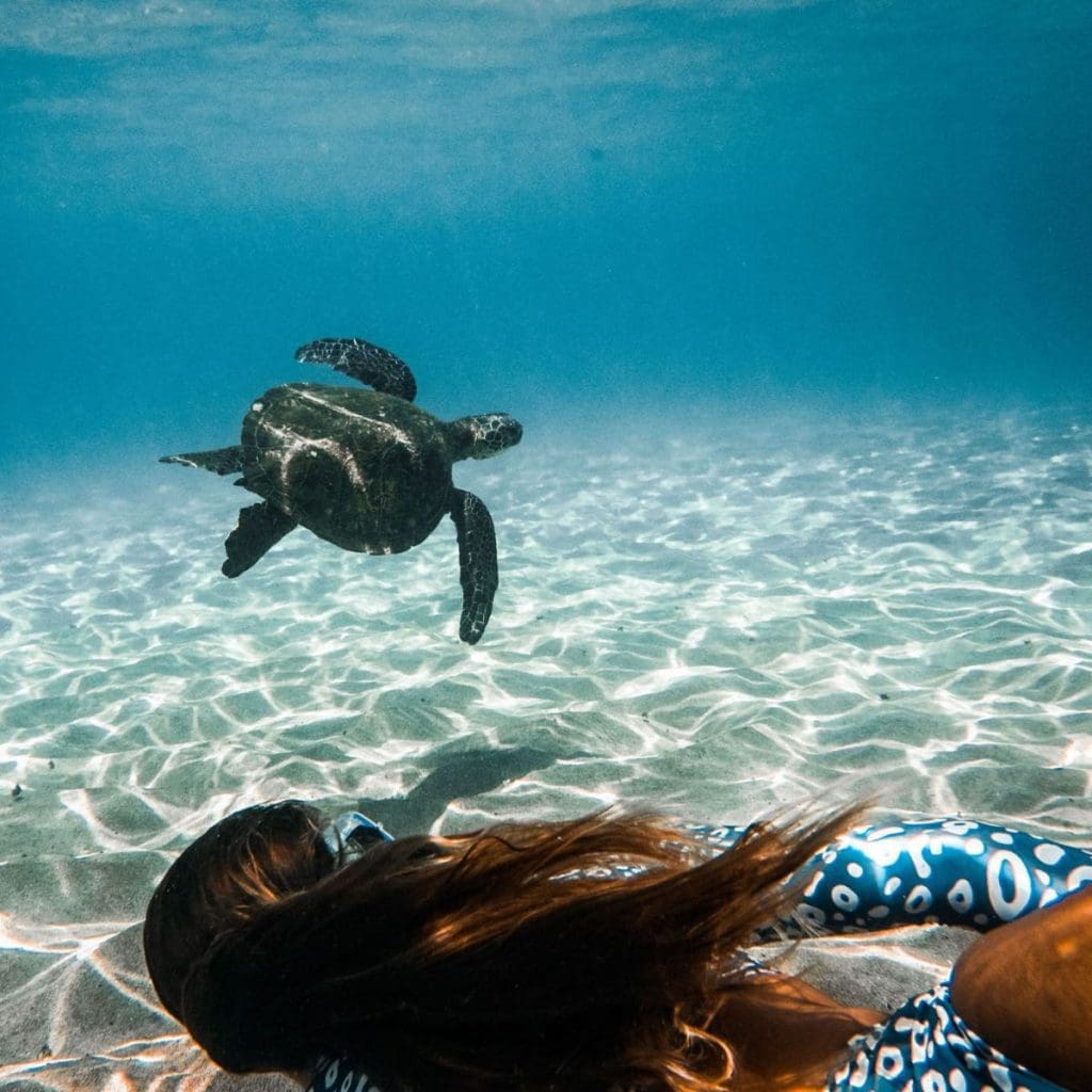 Discovering the Majestic Sea Turtles Maui - Seafood Peddler