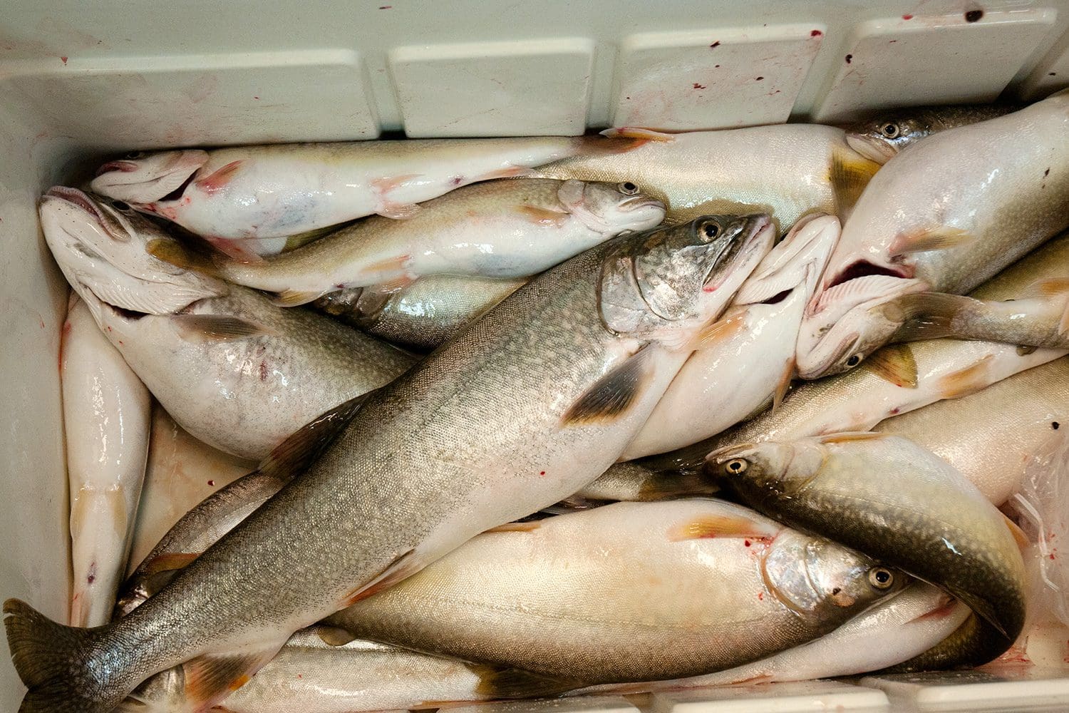 Marine Life Survival: Navigating the Depths of Challenges and ...