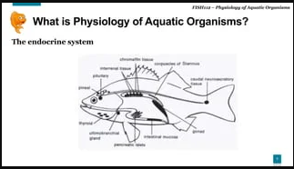 Aquatic Species Survival Techniques: Navigating the Depths of ...