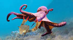 Octopus Adaptations for Survival. - Seafood Peddler