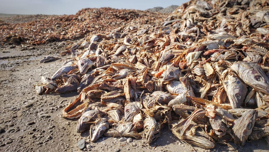 Environmental Consequences of Trawling: Impact on Ocean Ecosystems ...