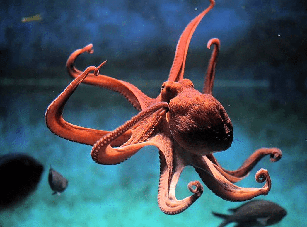 Octopus Adaptations for Survival. - Seafood Peddler