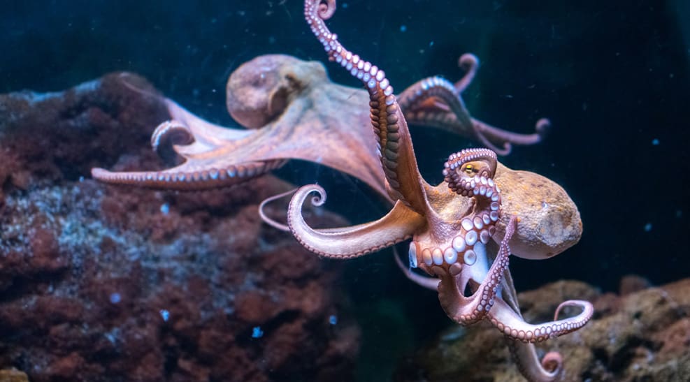 Octopus Adaptations for Survival. - Seafood Peddler
