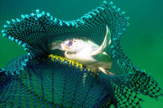 The Environmental Impact of Trawling. - Seafood Peddler