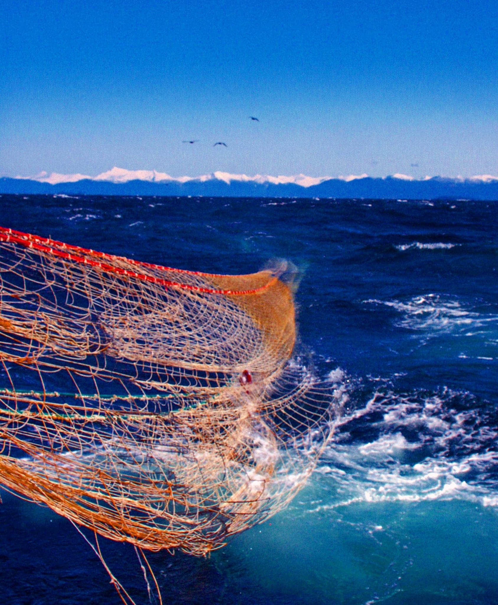 The Environmental Impact of Trawling. - Seafood Peddler