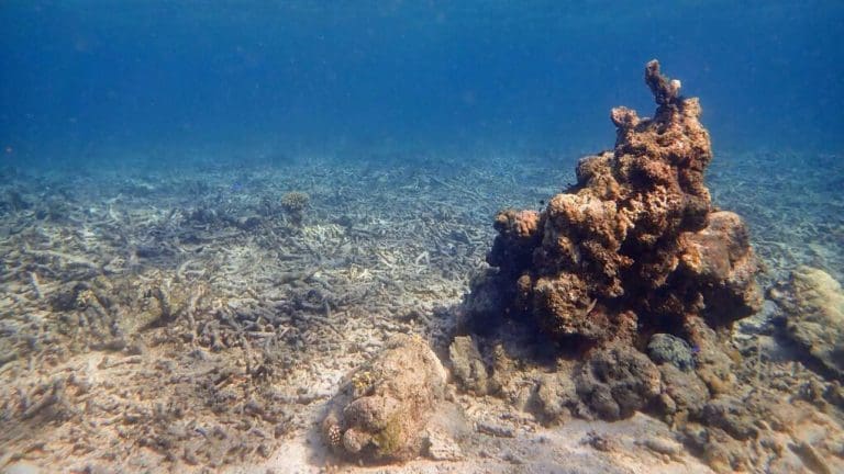 Understanding the Impact of Trawling Environmental Effects. - Seafood ...