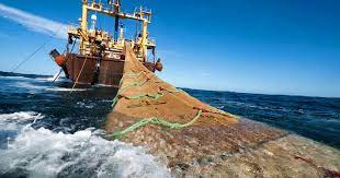 Understanding the Impact of Trawling Environmental Effects. - Seafood ...