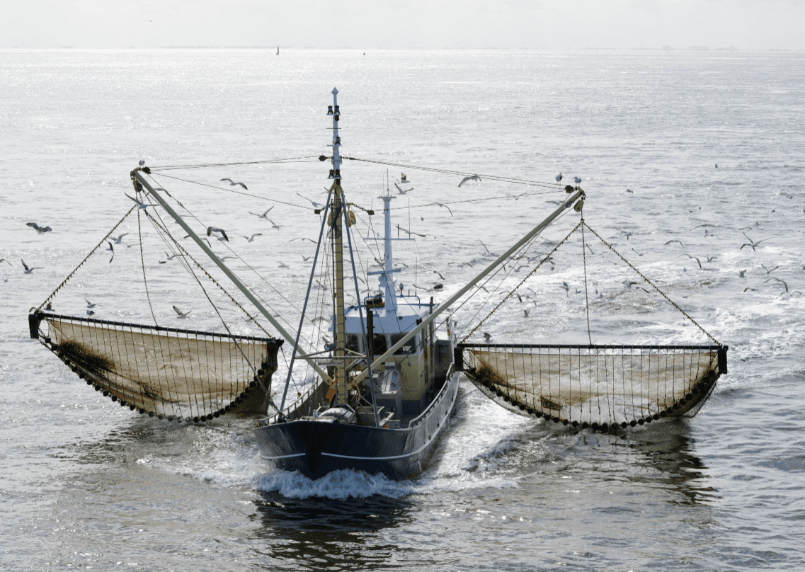 Understanding the Impact of Trawling Environmental Effects. - Seafood ...