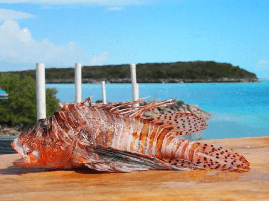 5 Recipes with Lionfish. - Seafood Peddler