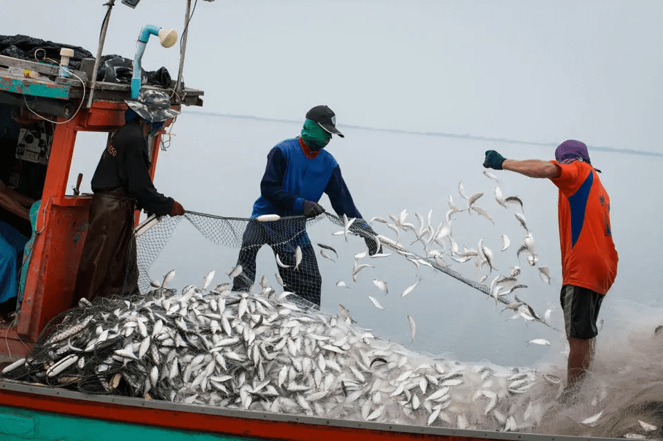 Trawl Fishing Sustainability: Balancing Environmental Impact and ...