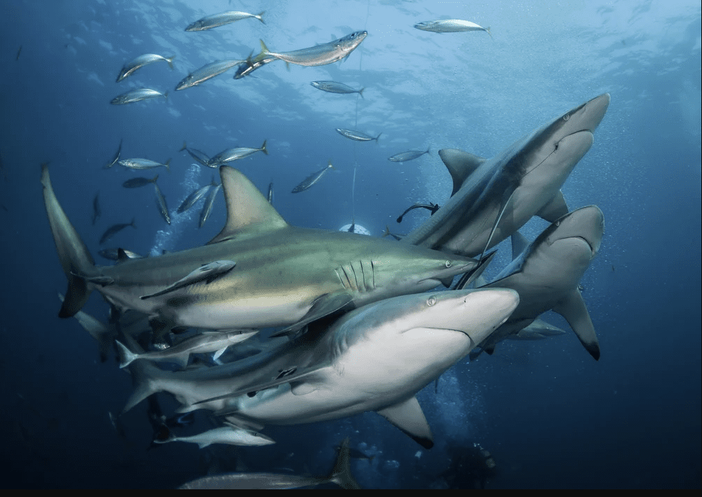 The Life of Sharks in the Open Sea. - Seafood Peddler