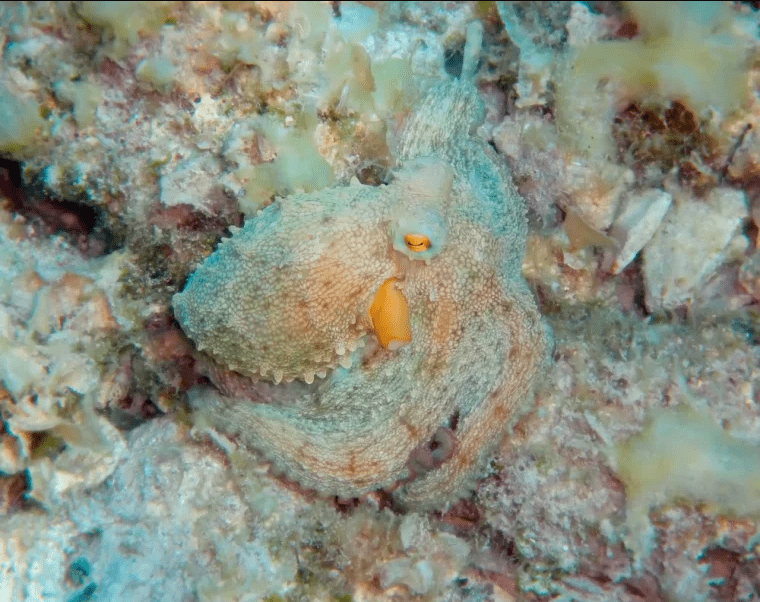 Unveiling the Secrets: Strategies for Octopus Survival. - Seafood Peddler