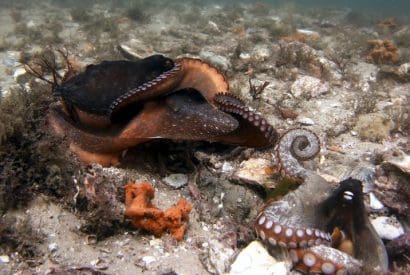 Unveiling the Secrets: Strategies for Octopus Survival. - Seafood Peddler