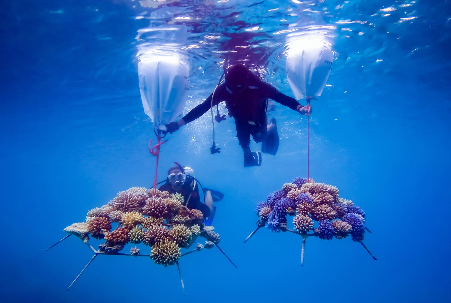 The Study of Corals and Their Importance. - Seafood Peddler